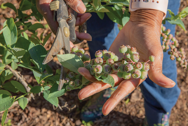 The Fruits of Labor – The Newton Community Magazine